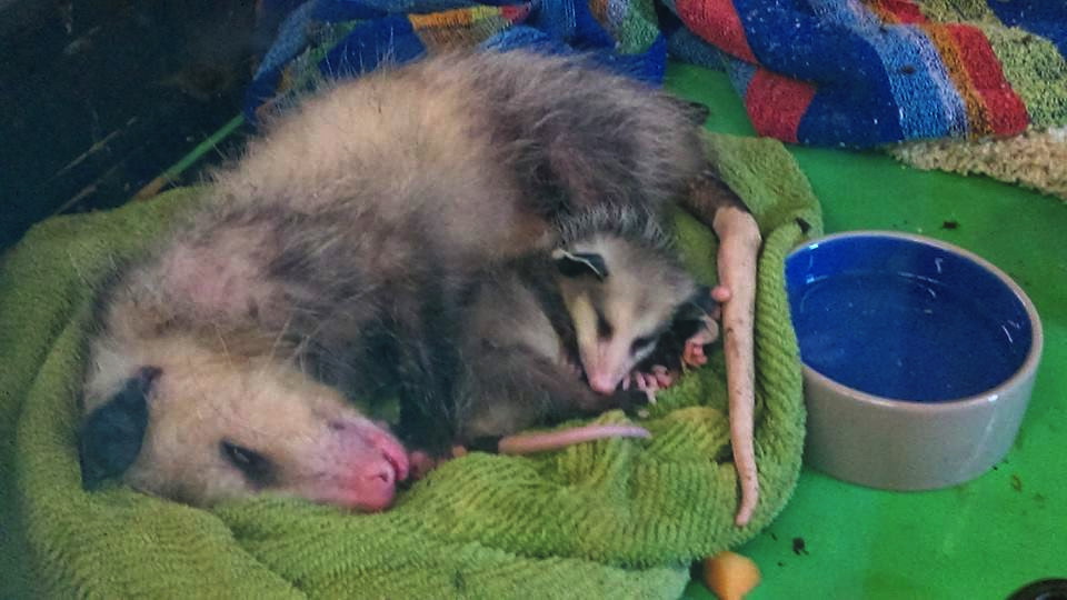 Opossum In Spanish Slang Essay